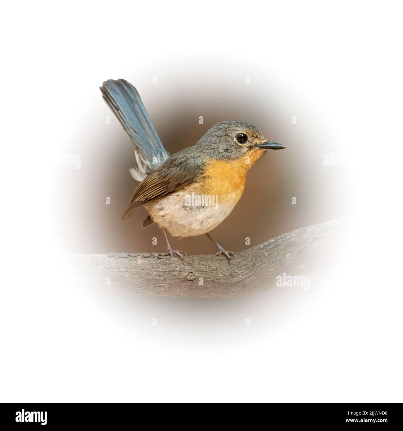 Female Indochinese Blue Flycatcher perching on a perch looking into a ...