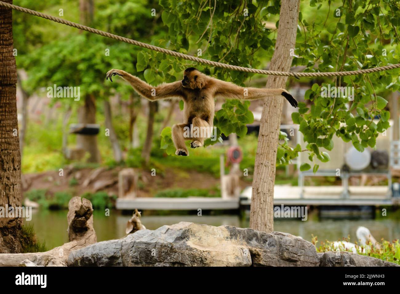 A view of the jumping monkey in the zoo Stock Photo - Alamy