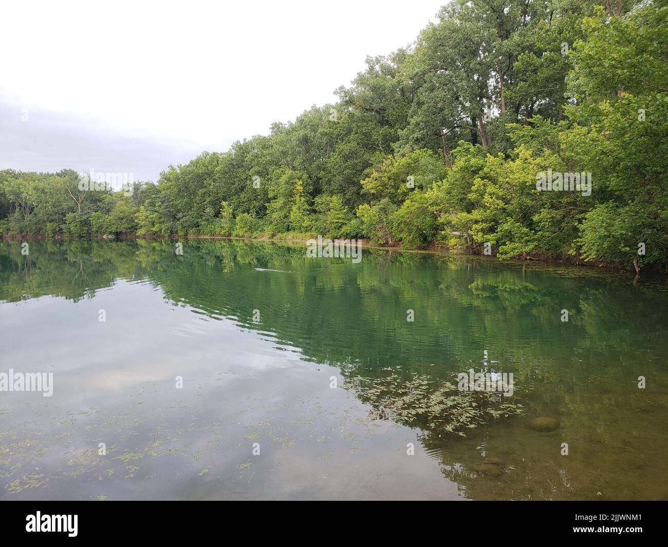 Beaver swimming in the distance in Antrim Lake, Columbus, Ohio Stock ...