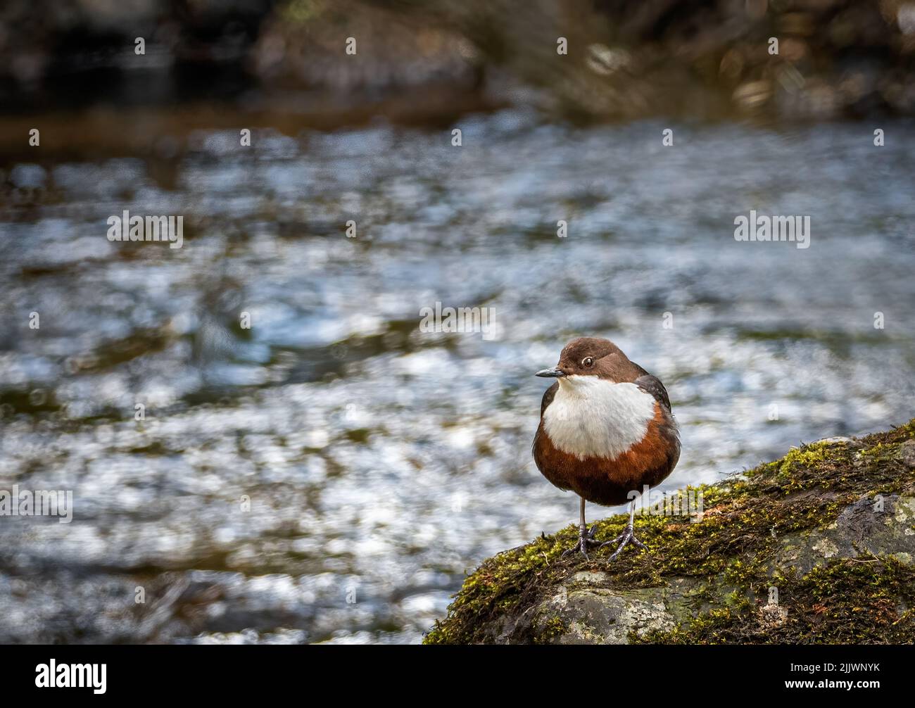 A Dipper standing on a rock at the side of a Scottish river looking for ...