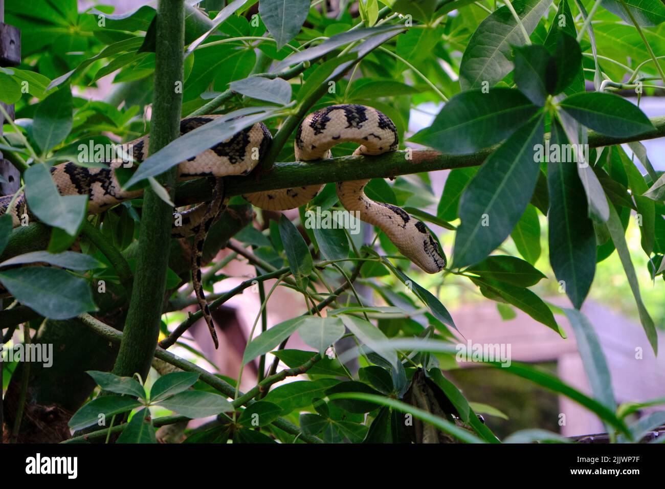 A beige and black snake slithering across a jungle tree branch Stock ...