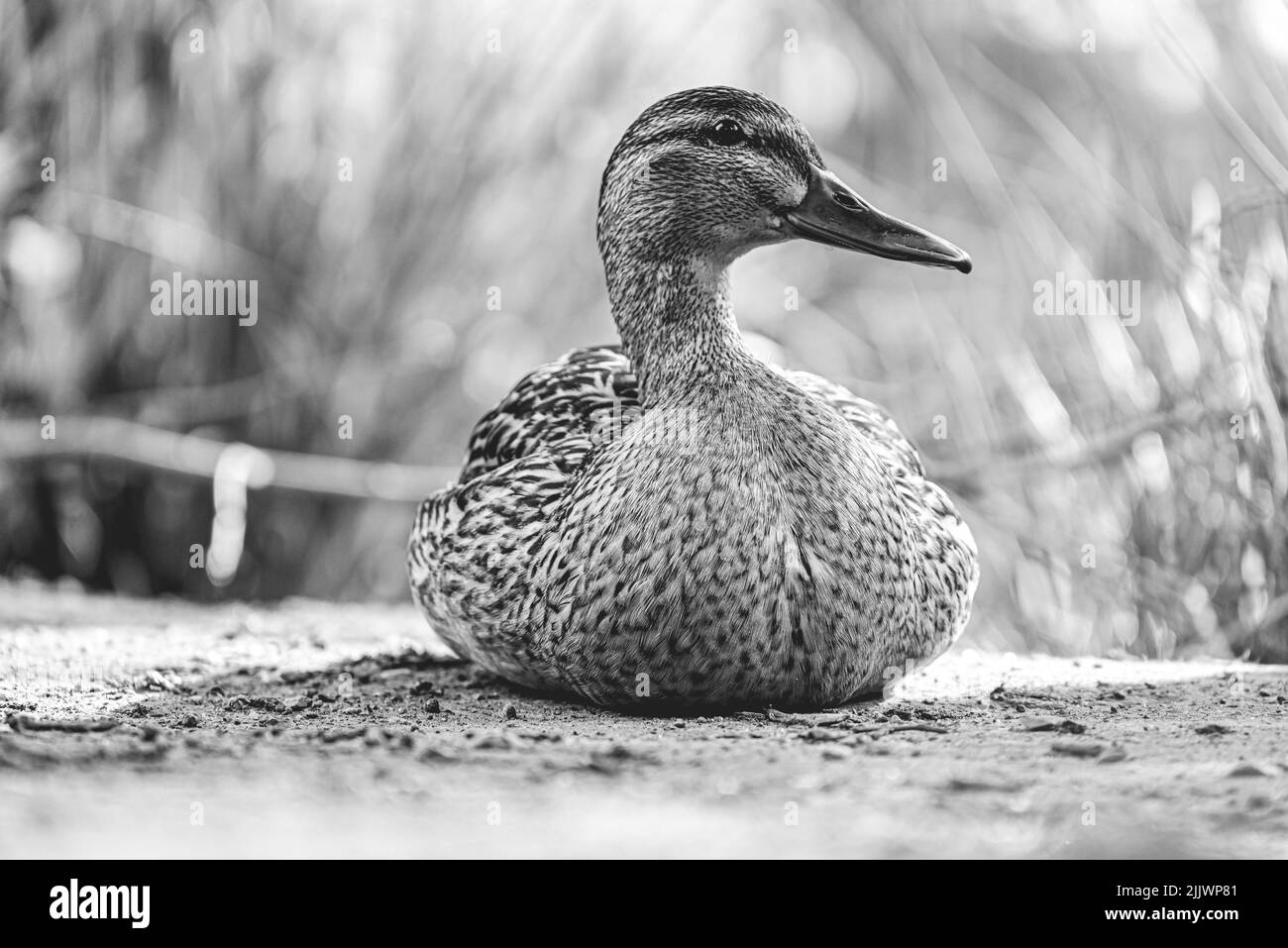 Ground duck Black and White Stock Photos & Images - Alamy