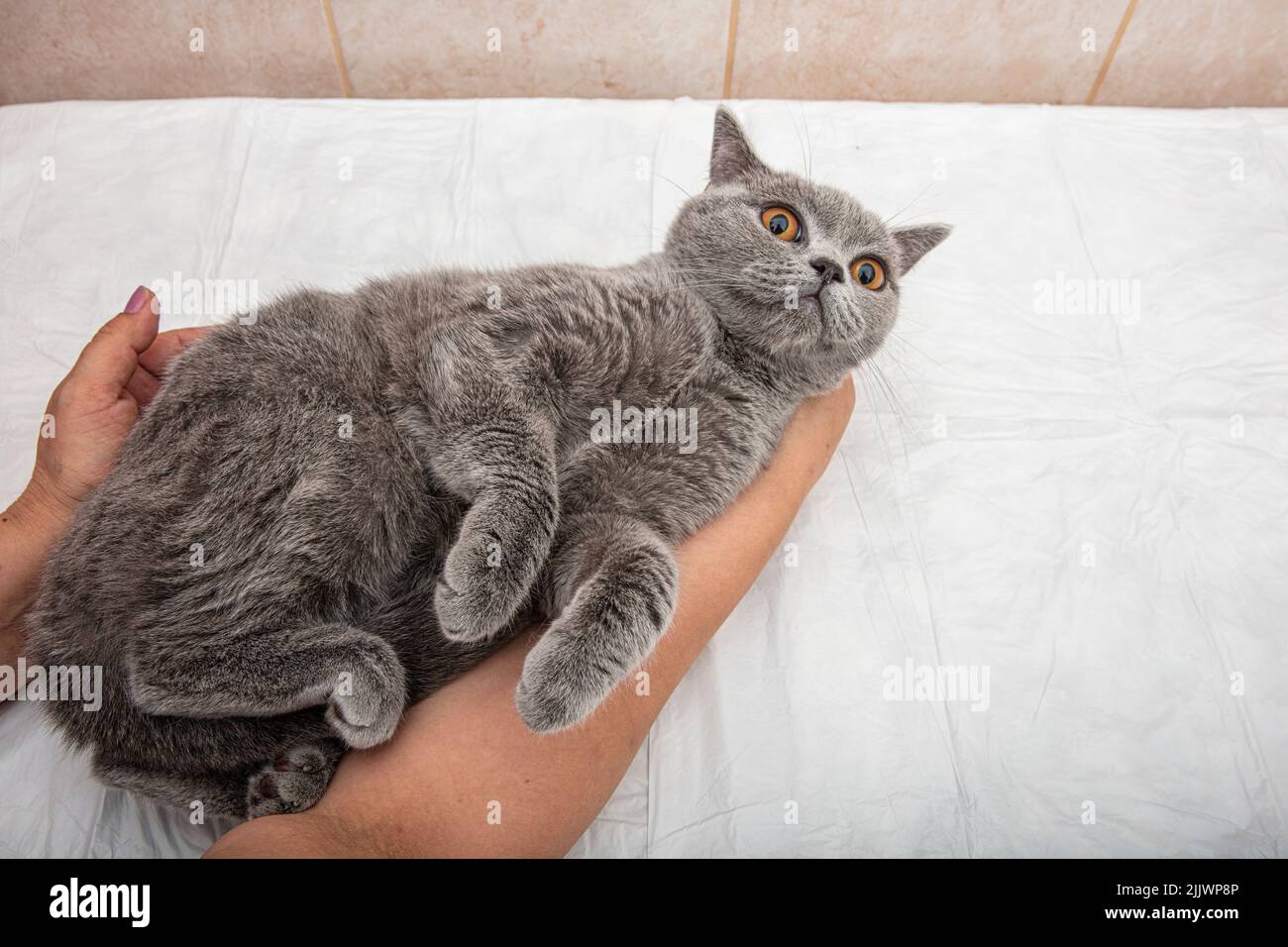 Veterinarian at vet clinic listens to tabby cute kitten with ...