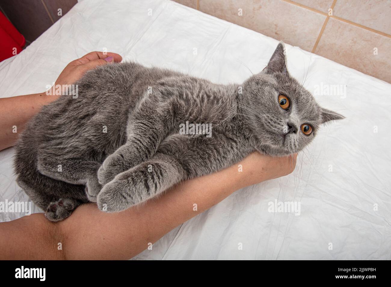 Veterinarian at vet clinic listens to tabby cute kitten with ...