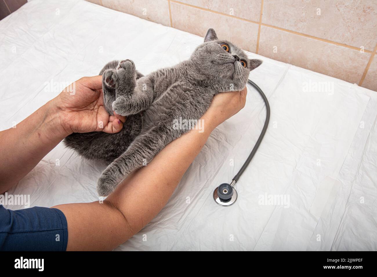 Veterinarian at vet clinic listens to tabby cute kitten with ...
