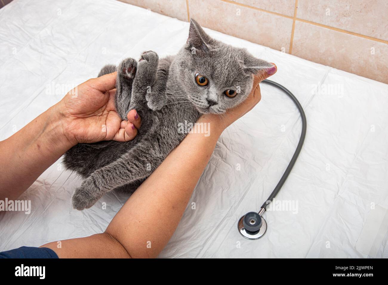 Veterinarian at vet clinic listens to tabby cute kitten with ...