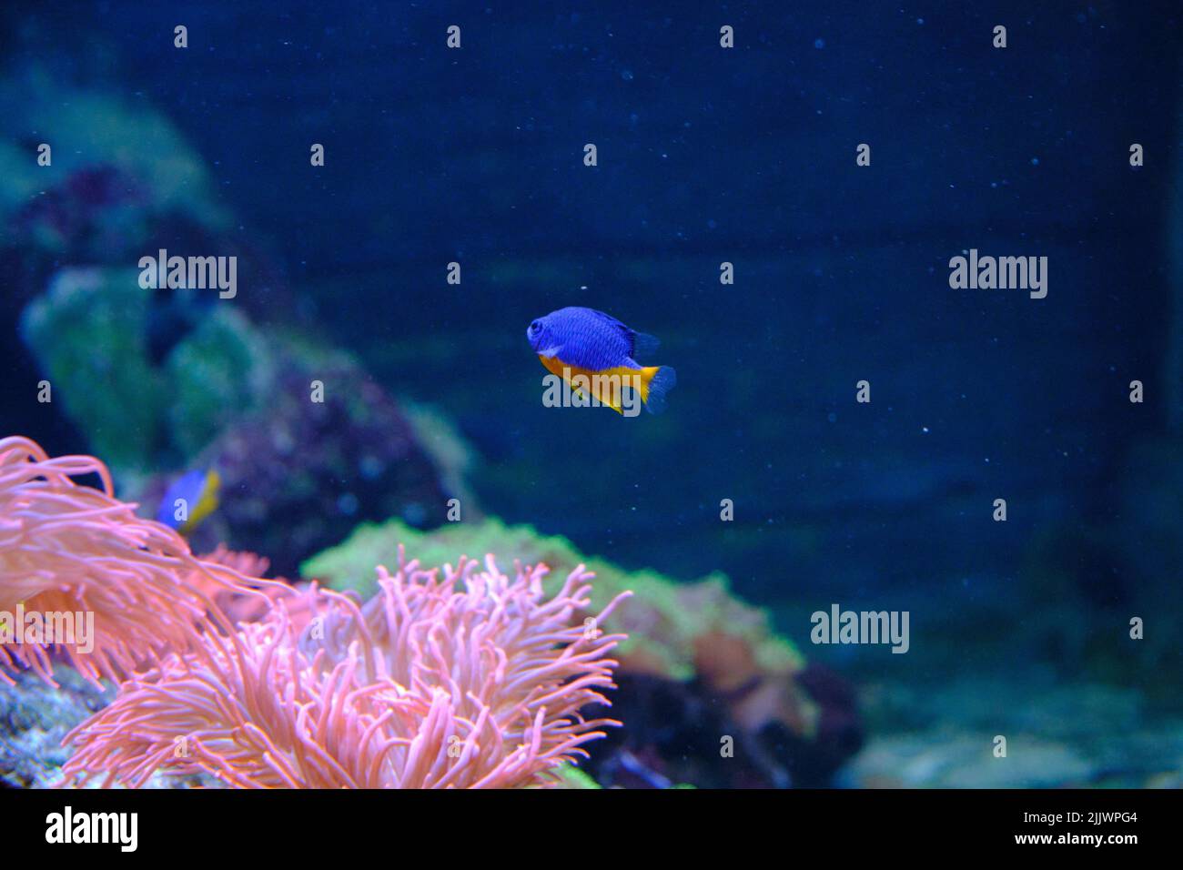 a small azure damselfish on blurred background with sea anemone ...