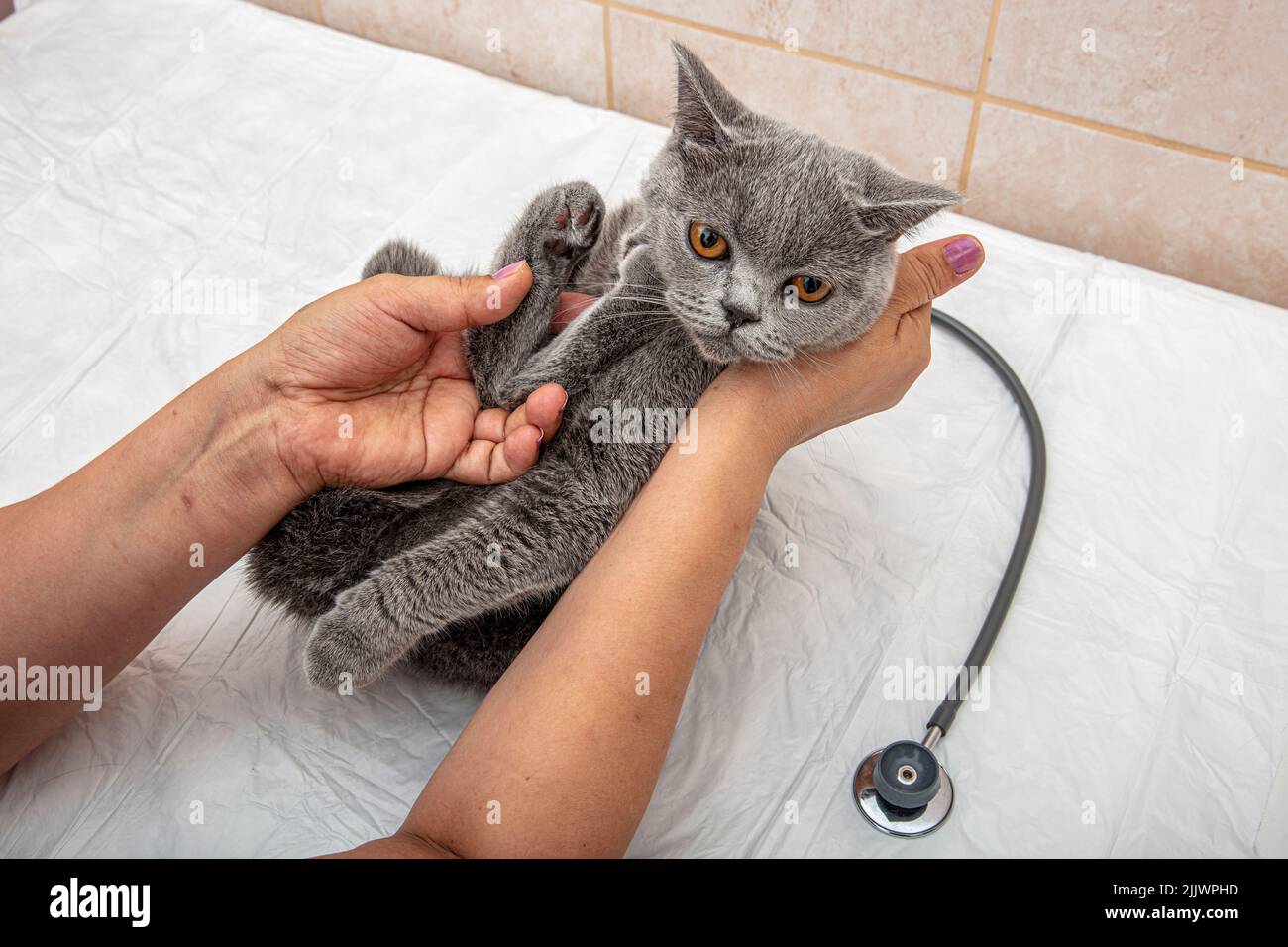 Veterinarian at vet clinic listens to tabby cute kitten with ...