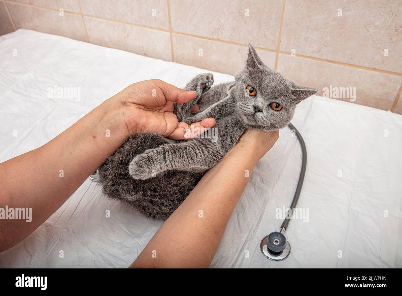 Veterinarian at vet clinic listens to tabby cute kitten with ...