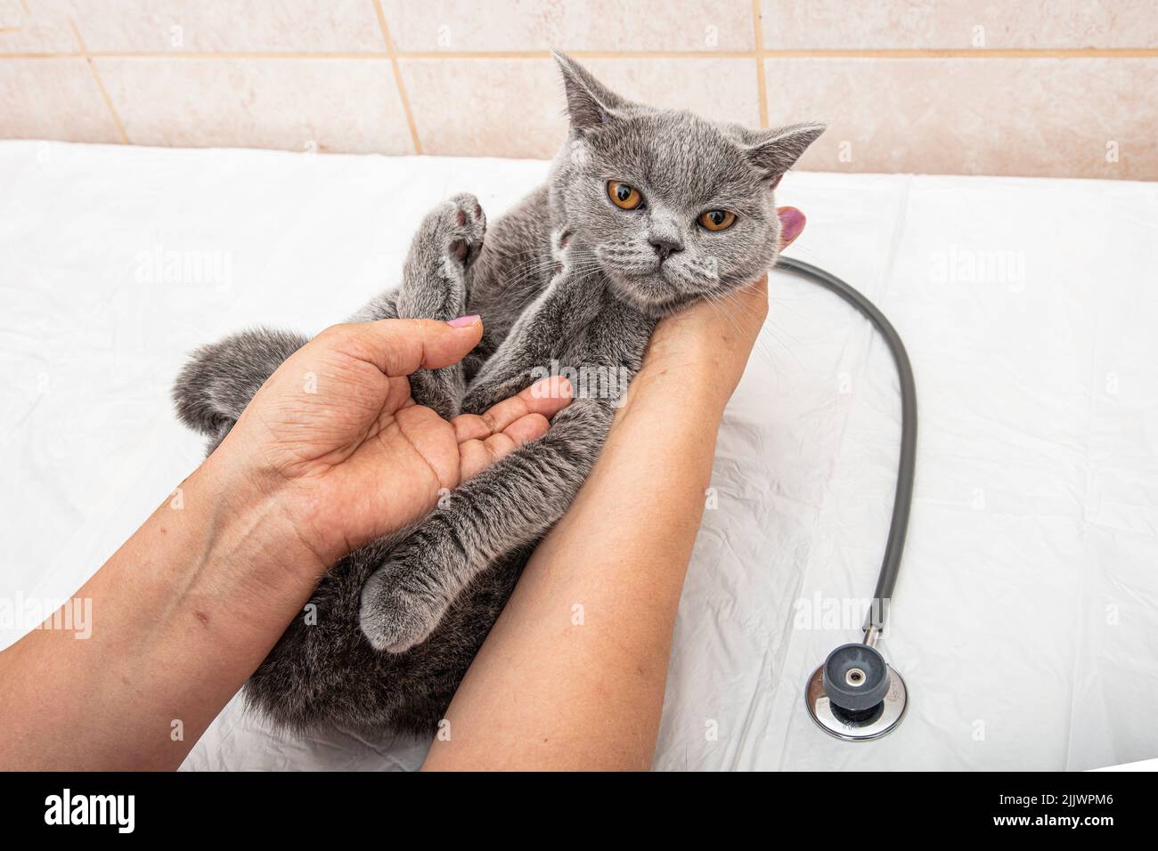 Veterinarian at vet clinic listens to tabby cute kitten with ...