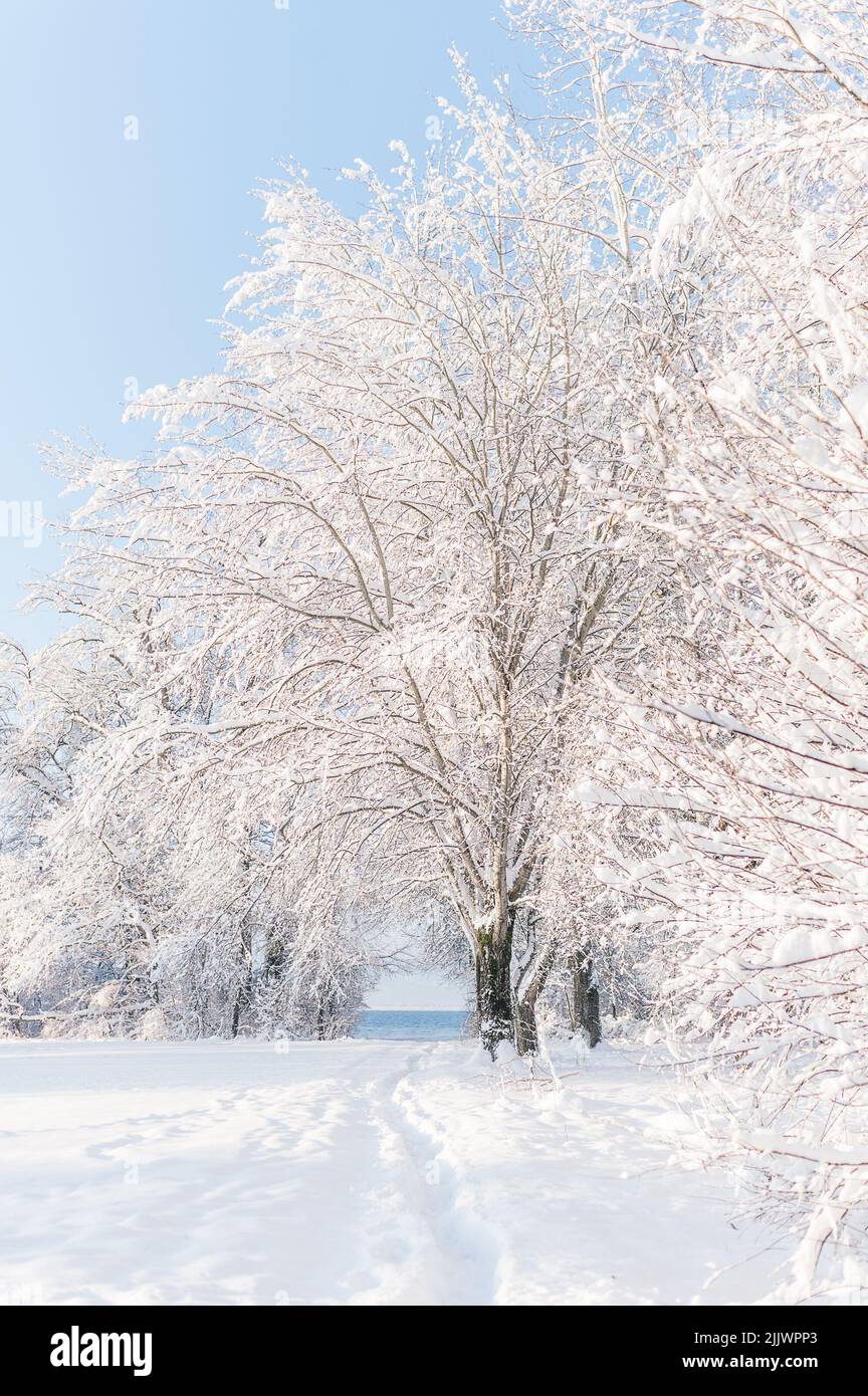 Sunny snow scene tree hi-res stock photography and images - Alamy