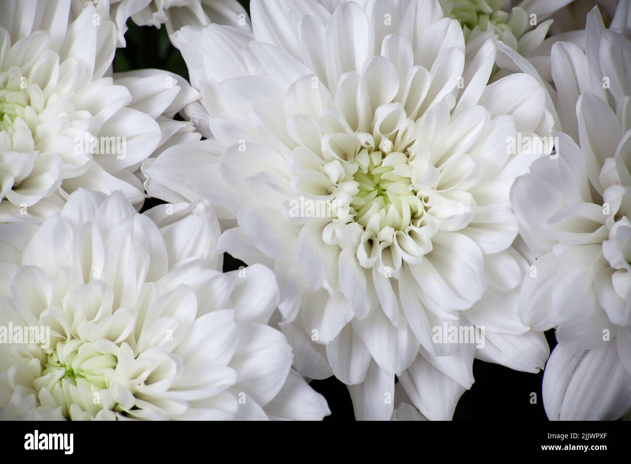 White chrysanthemum flower close-up. Chrysanthemum petals detailed ...