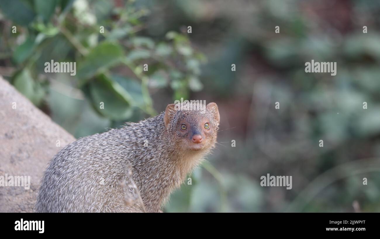 Small indian mongoose hi-res stock photography and images - Alamy
