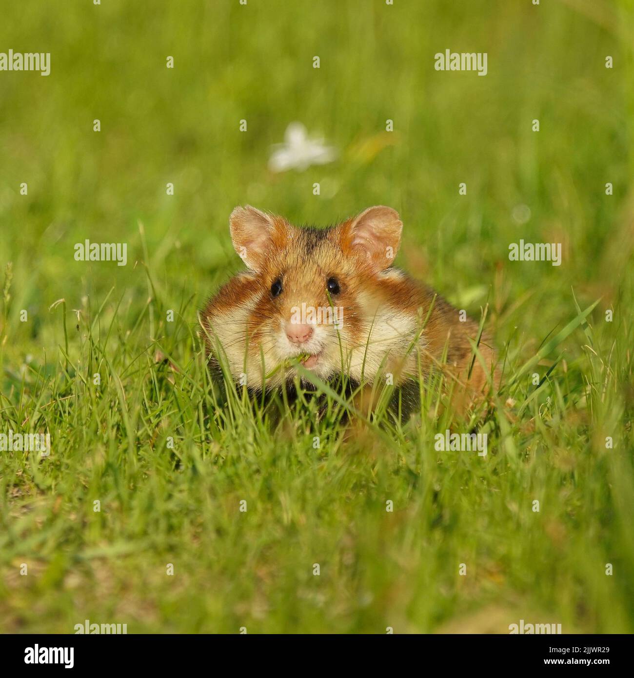 a cute European hamster lying on the grass, Cricetus cricetus Stock ...