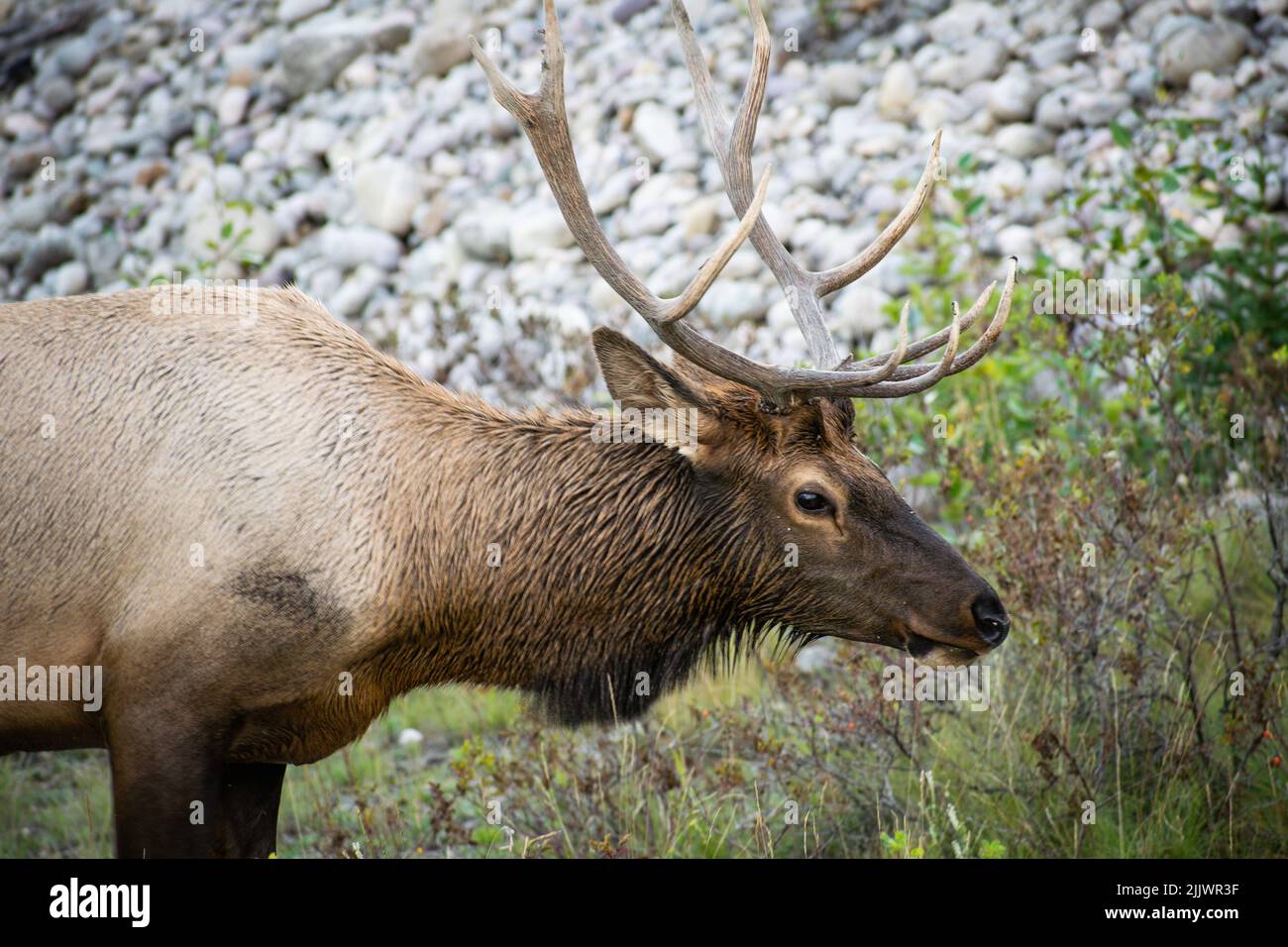A male elk sniffing at grass and wild flowers while searching for food ...