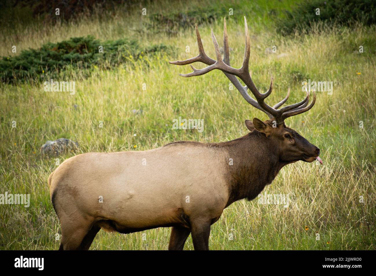 A male elk standing in a large grassy field in Jasper National Park. It ...