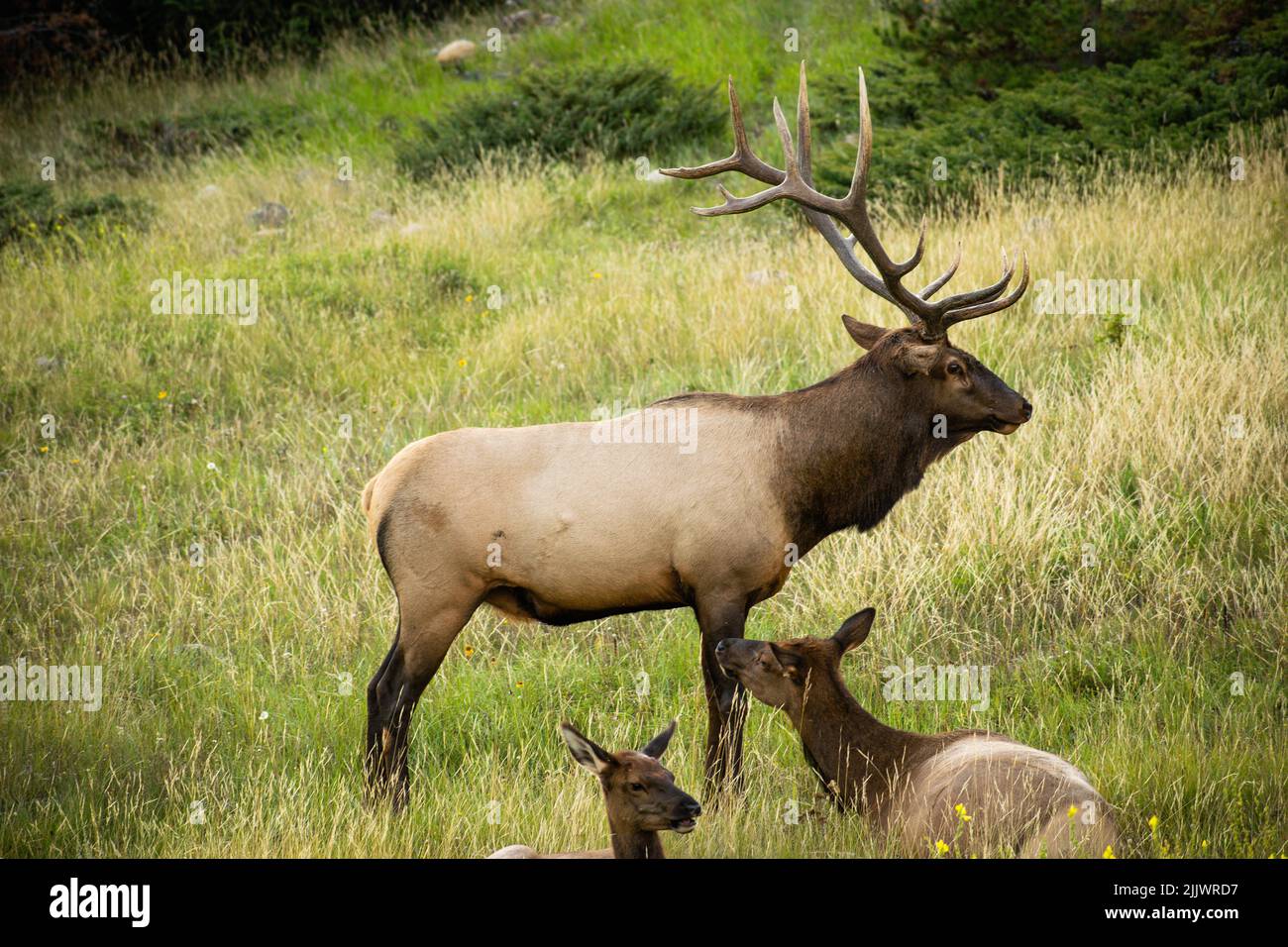A male elk standing in a large grassy field in Jasper National Park ...