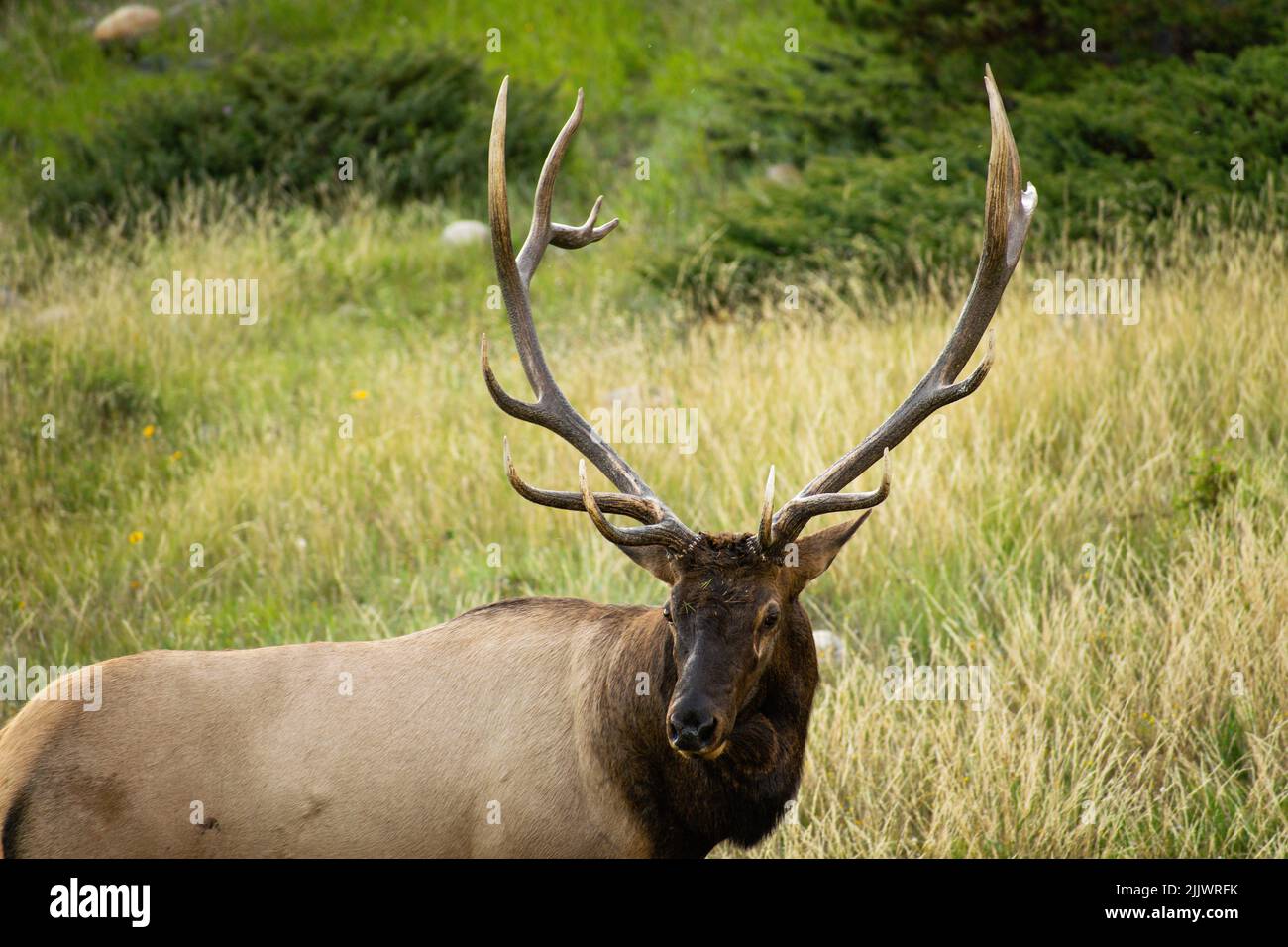 Jasper national park large hi-res stock photography and images - Alamy