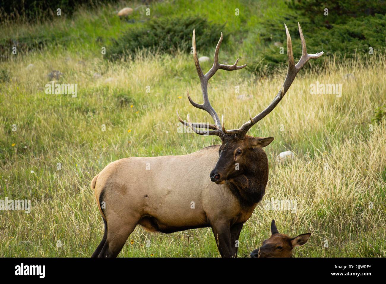 A male elk standing in a large grassy field in Jasper National Park ...