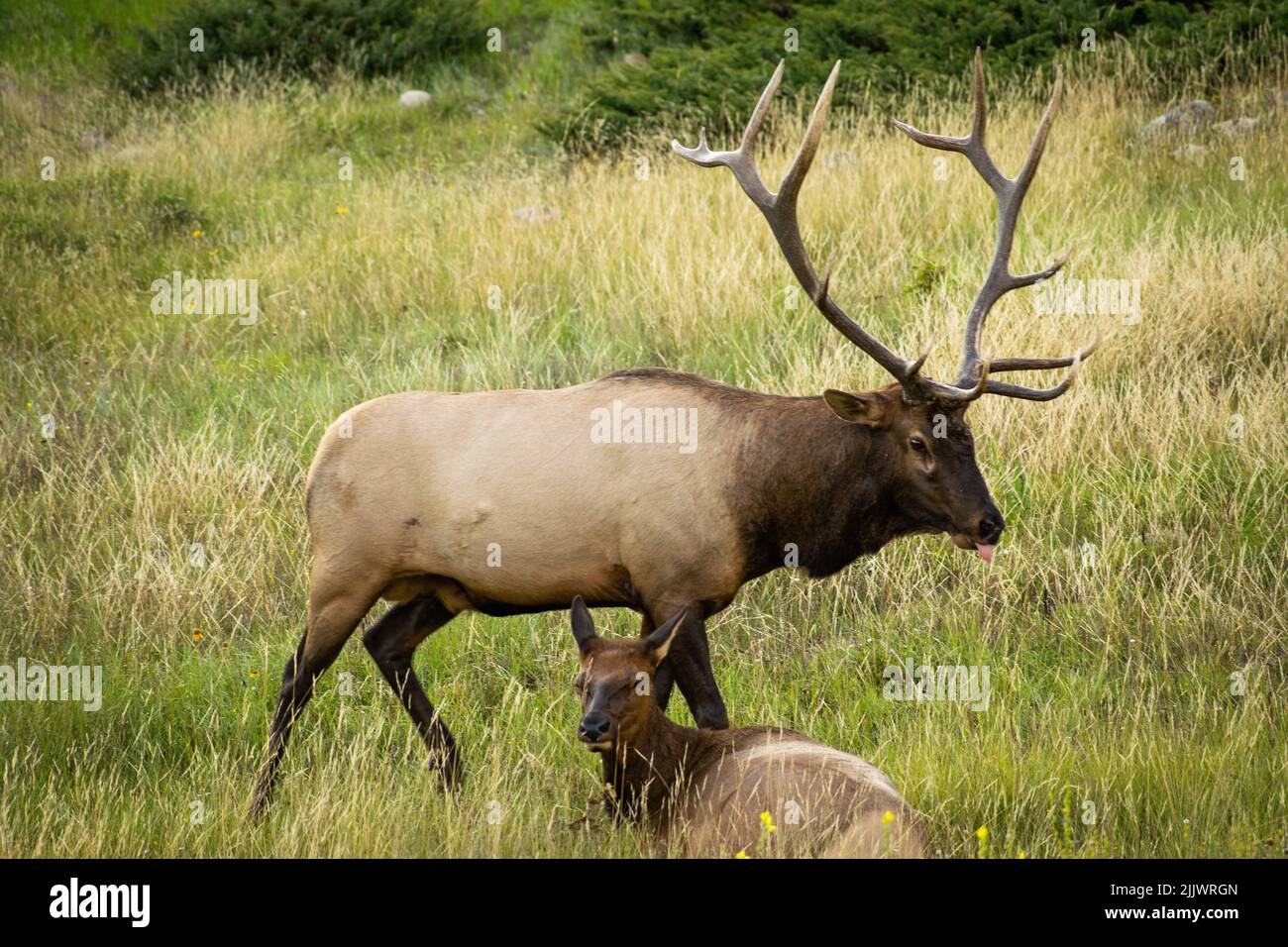 Elk with tongue out hi-res stock photography and images - Alamy