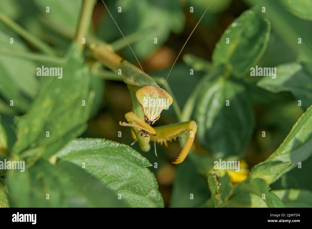 A praying mantis eating and insect on a leaf Stock Photo - Alamy