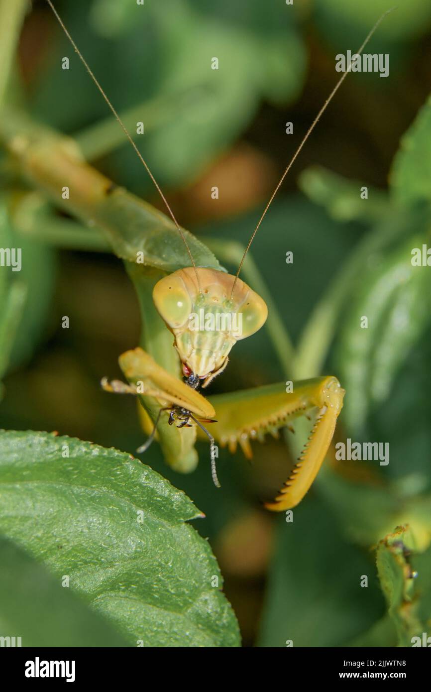 Mantis hiding leaves hi-res stock photography and images - Alamy