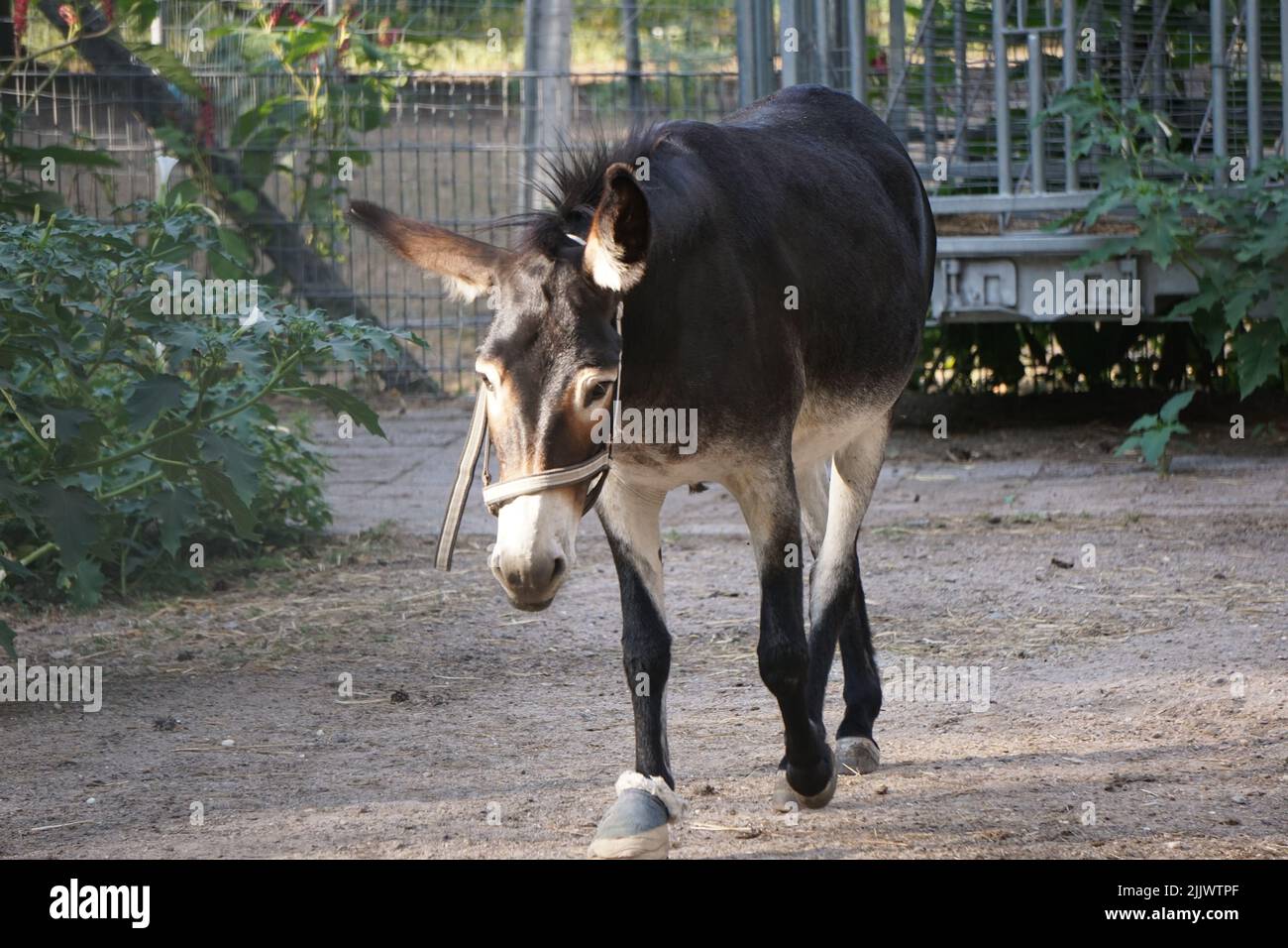 A donkey walking on the ground Stock Photo - Alamy