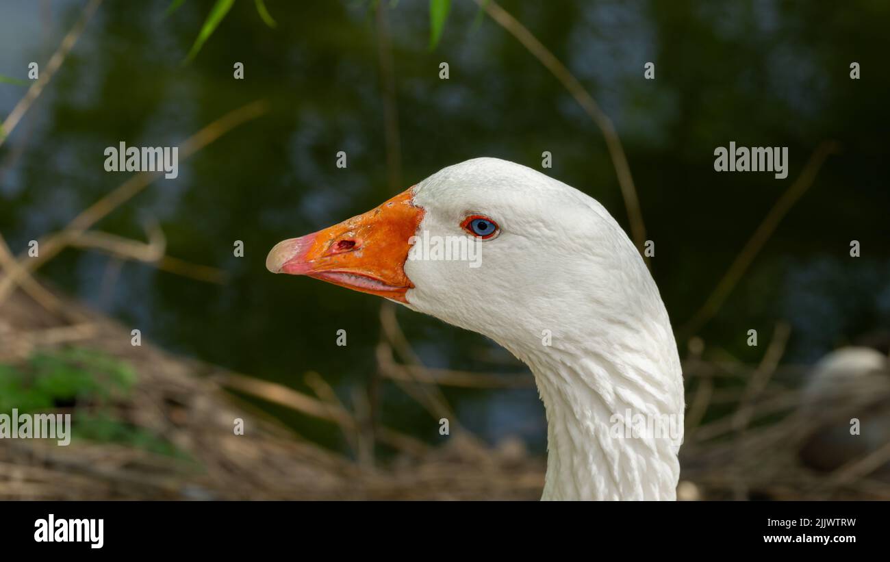 A close-up shot of a goose head with a blurry background Stock Photo - Alamy