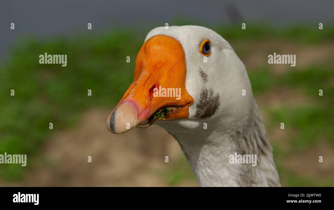 A close-up shot of a goose head with a blurry background Stock Photo ...