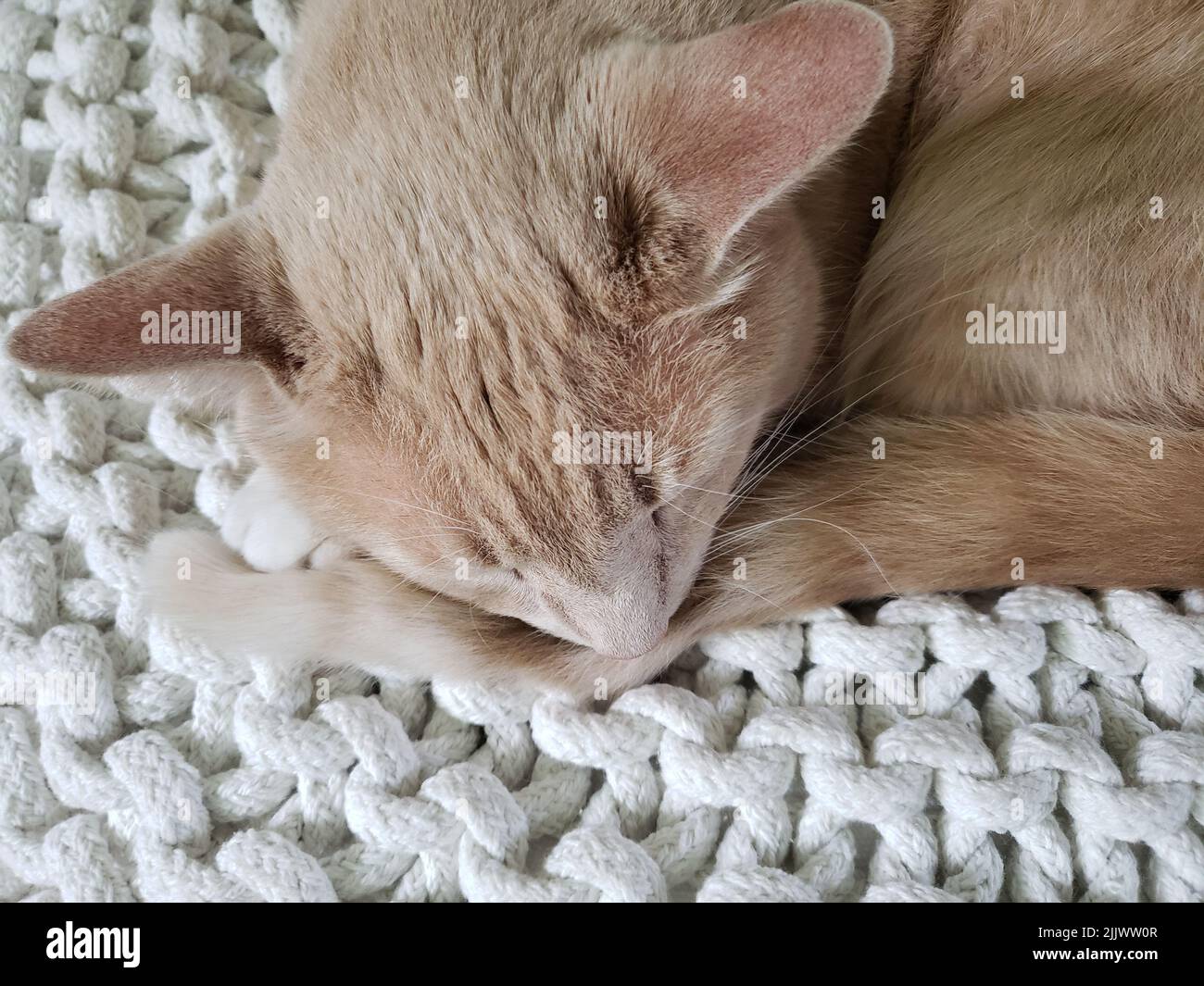 Cream Tabby Cat Sleeping on a white ottoman Stock Photo - Alamy