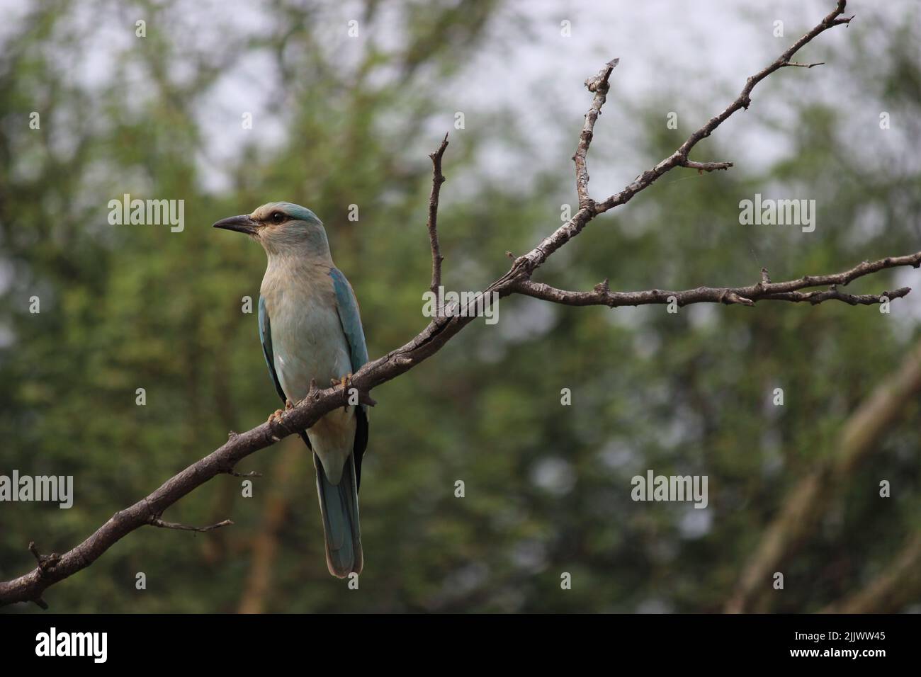 Palapitta hi-res stock photography and images - Alamy