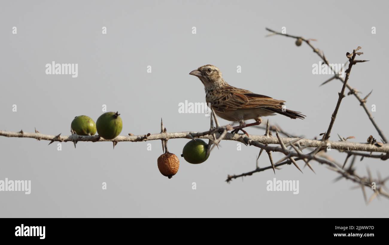 A selective focus shot Indian bush lark perched on a branch of a plant ...