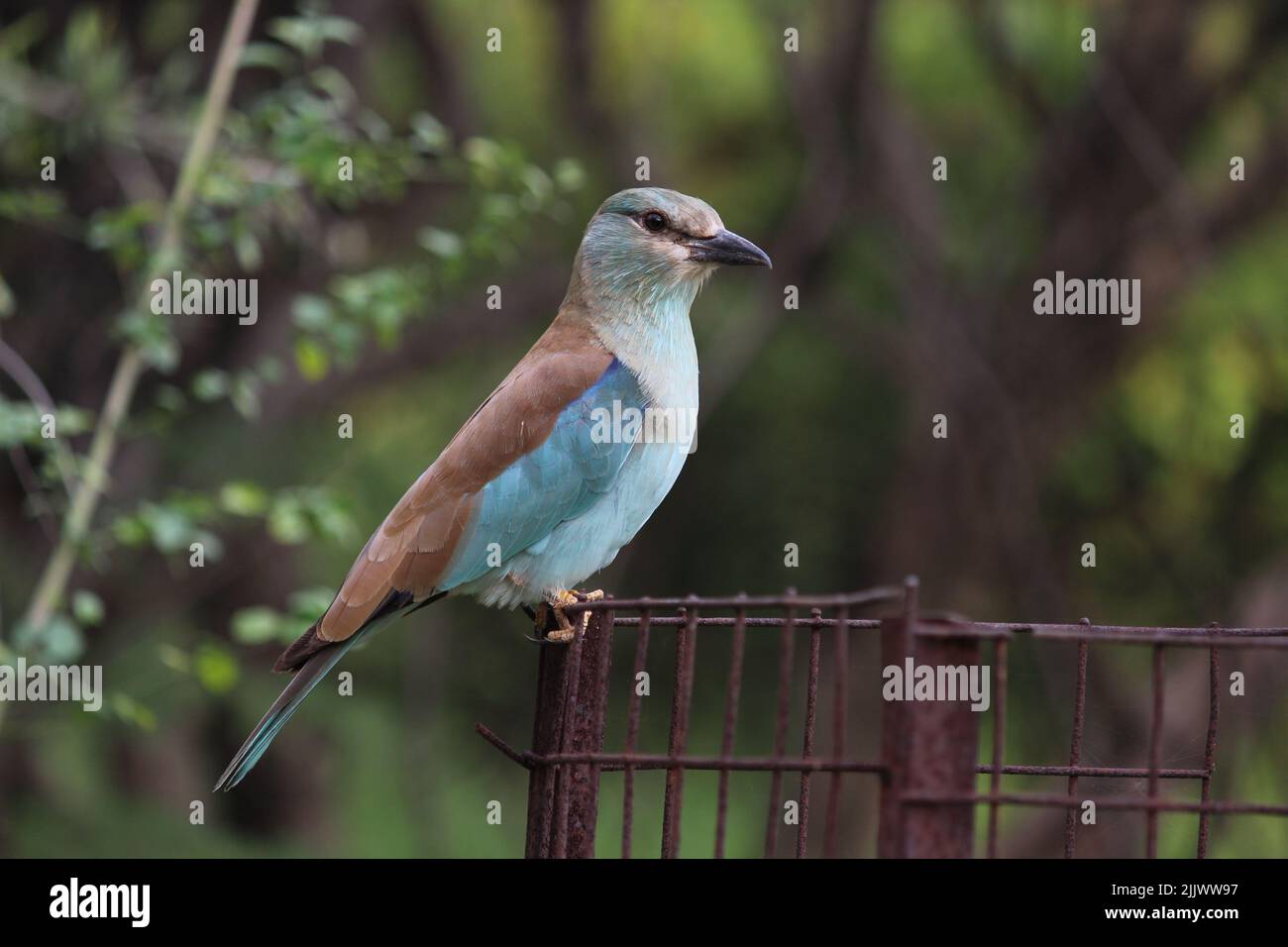 Indian roller india hi-res stock photography and images - Alamy