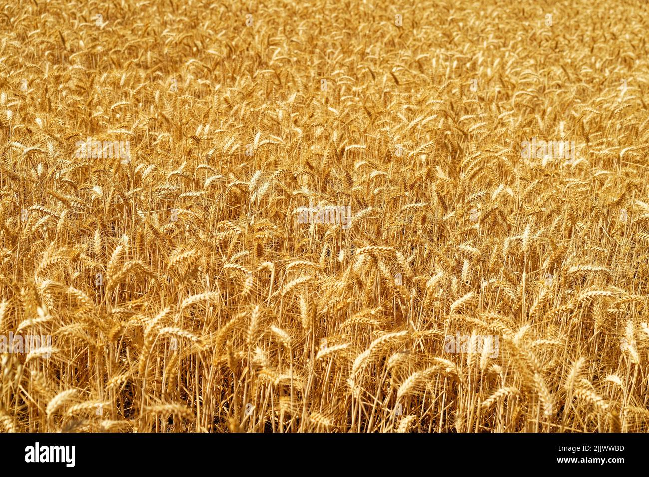 Ukraine wheat field black hi-res stock photography and images - Alamy