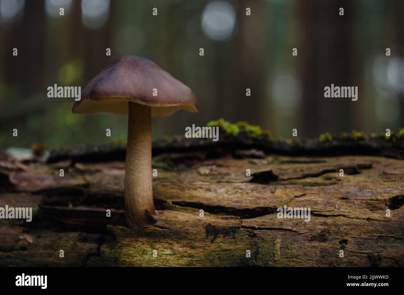 Mashroom on tree hi-res stock photography and images - Alamy