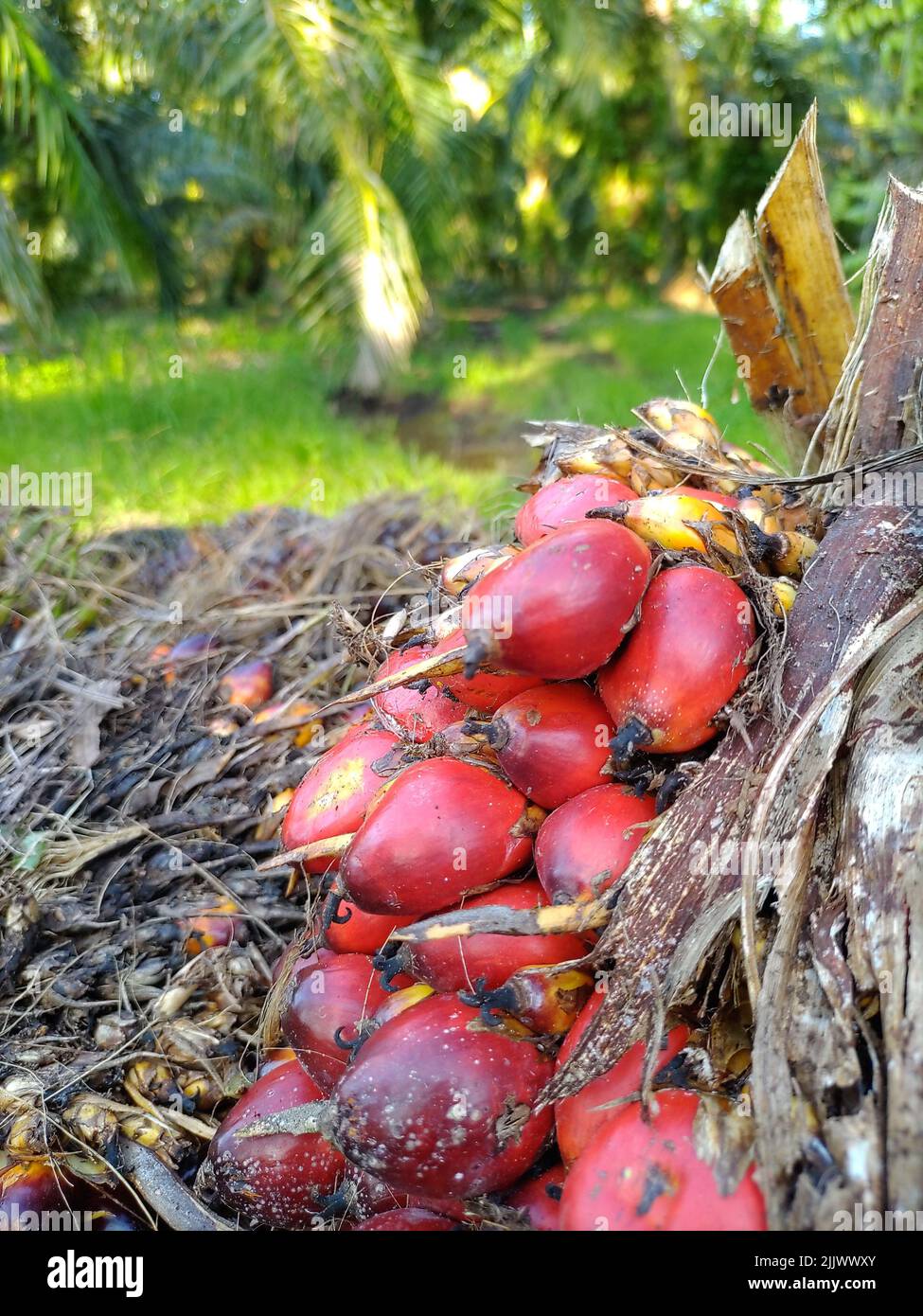 Close-up look at palm bunch after harvested at the plantation area ...