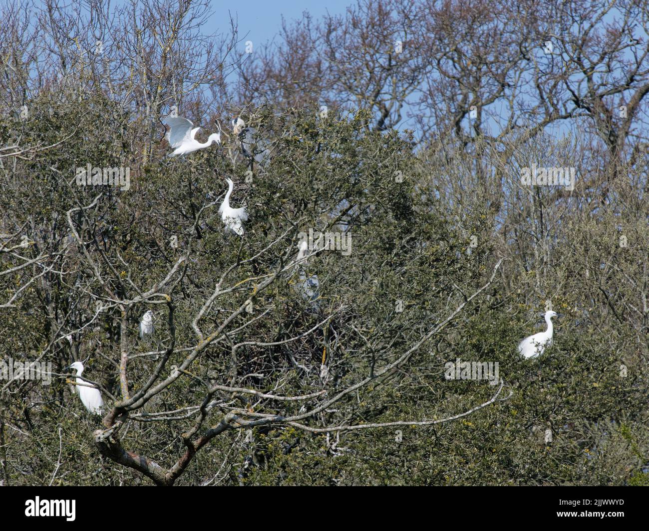 Little egret (Egretta garzetta) landing with a stick for its nest in a ...