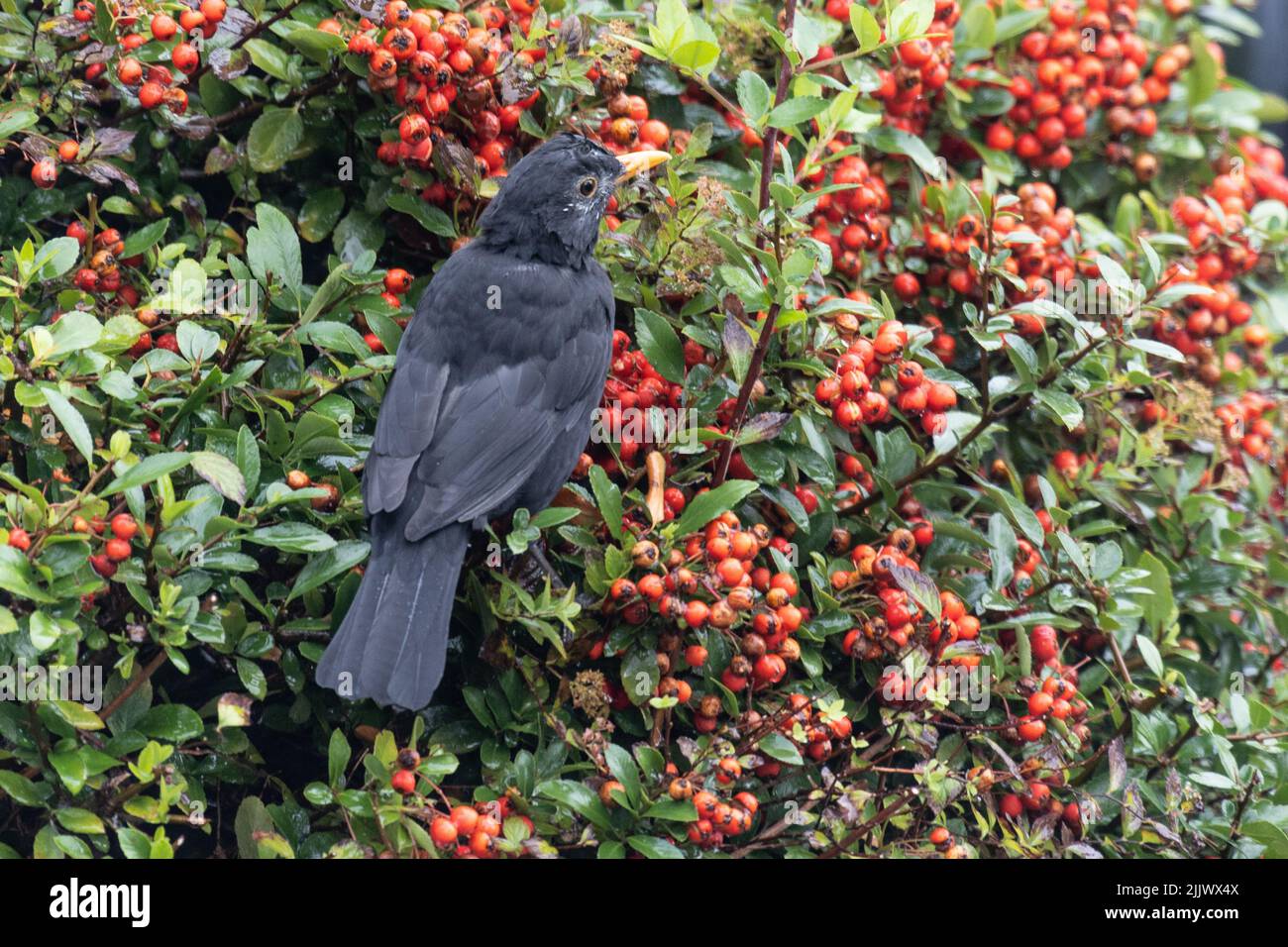 A blackbird (turdus merula) sitting on a bush of firethorn (pyracantha ...