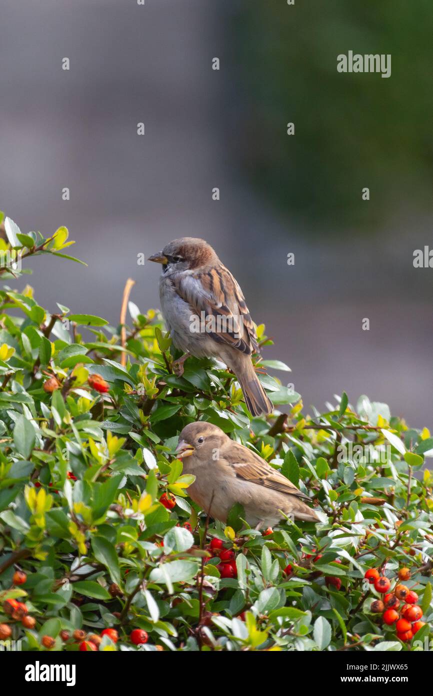 Two sparrows (passerida) sitting on a bush of firethorn (pyracantha ...