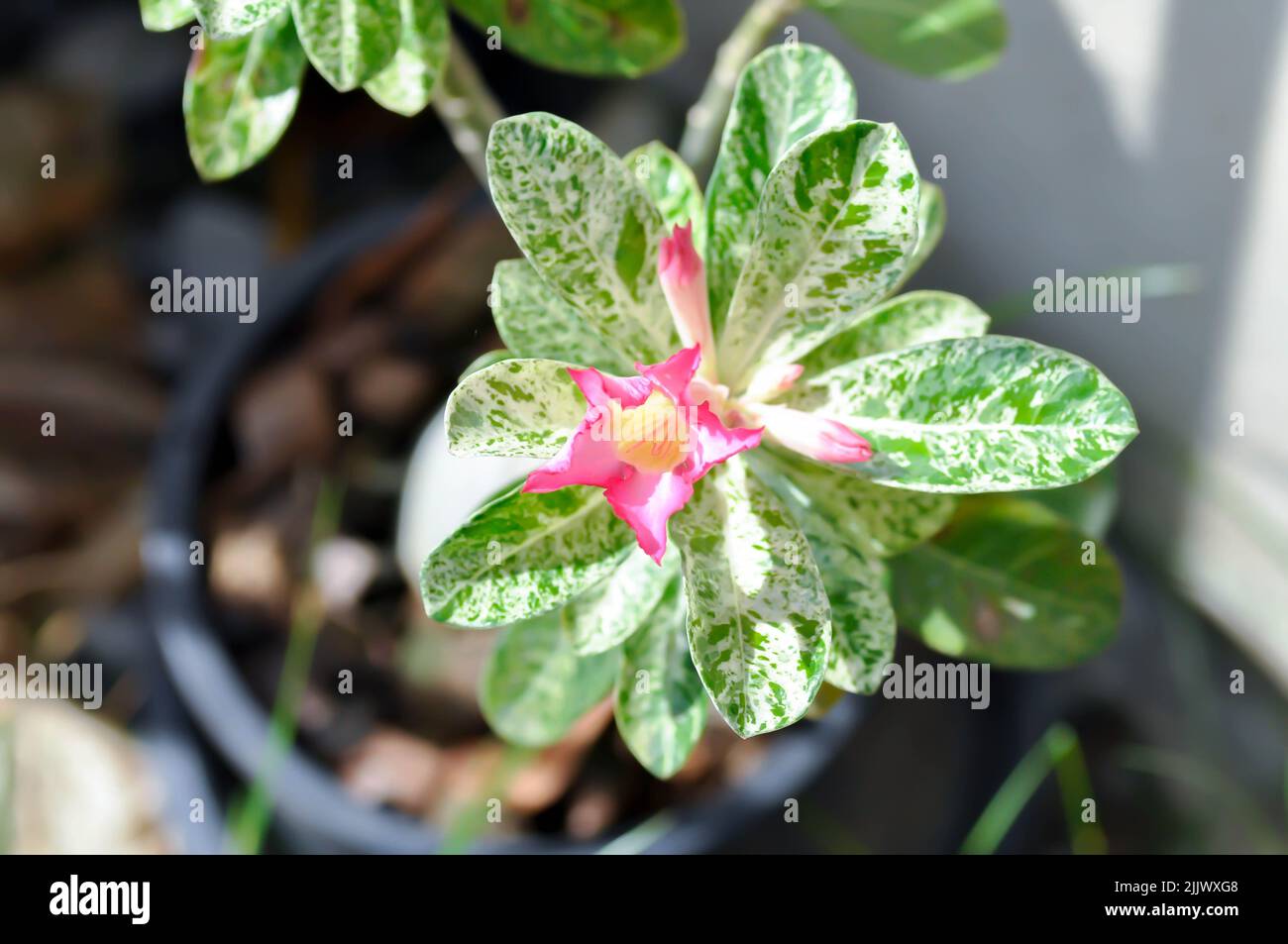 Roem hi-res stock photography and images - Alamy