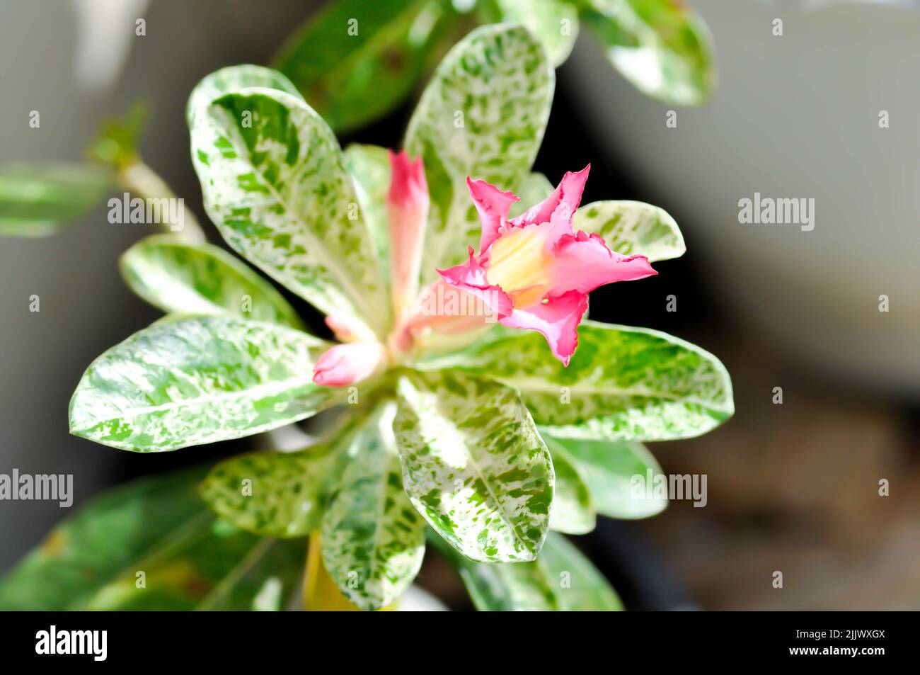 Roem hi-res stock photography and images - Alamy