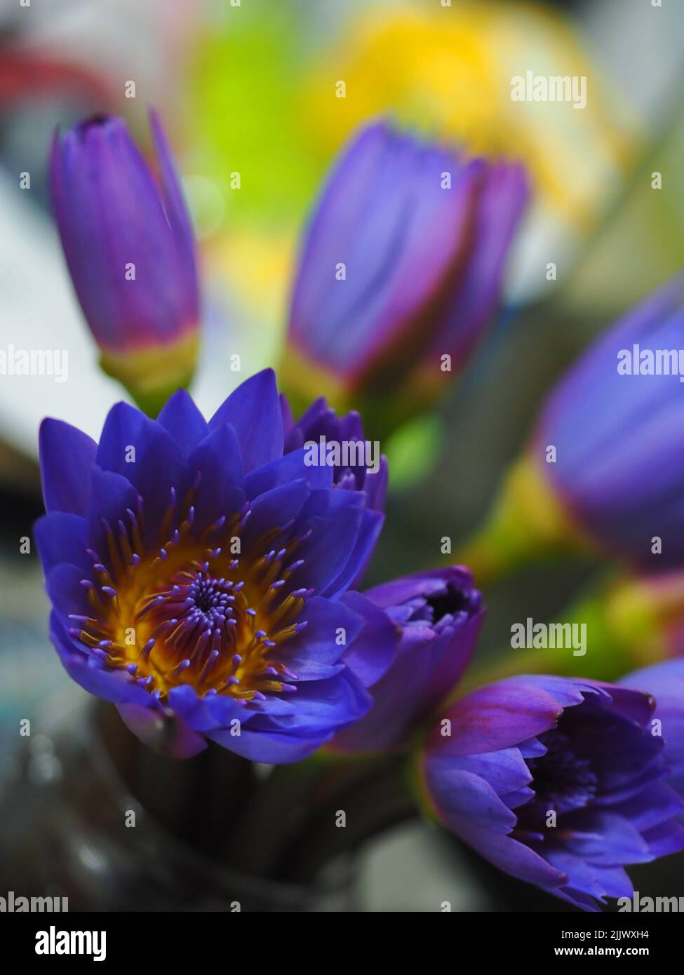 A vertical close-up of a blue lotus with buds and green leaves in pond ...