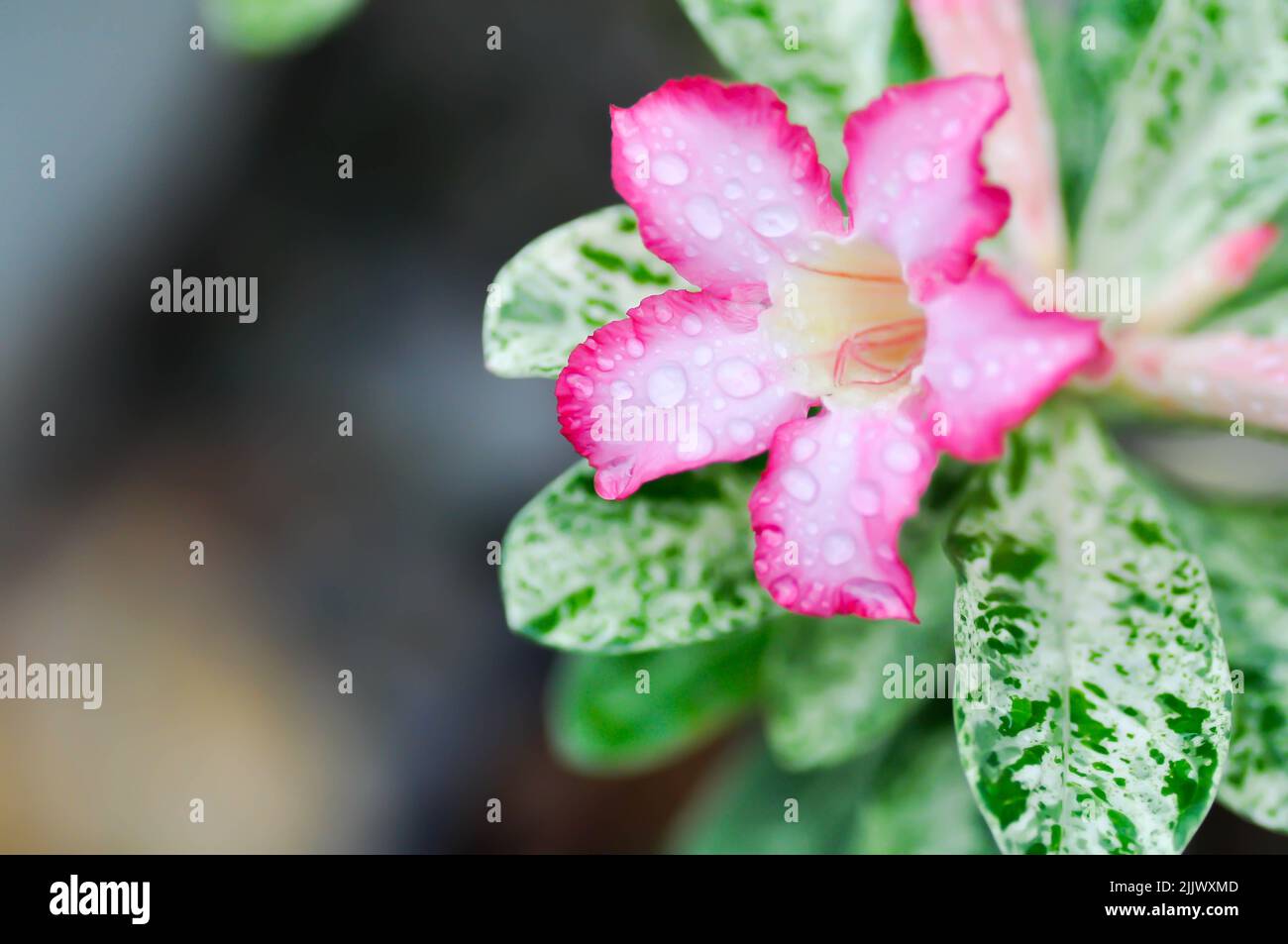 Adenium obesum , Roem and Schult or Impala Lily or Pink Bignonia or ...