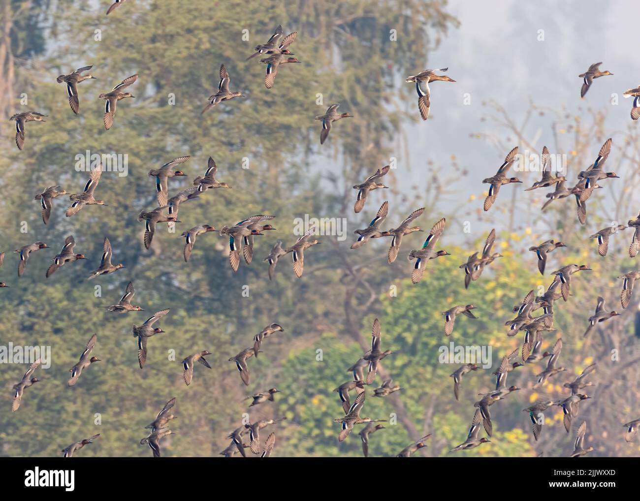 A view of the group of flying birds in the sky Stock Photo - Alamy