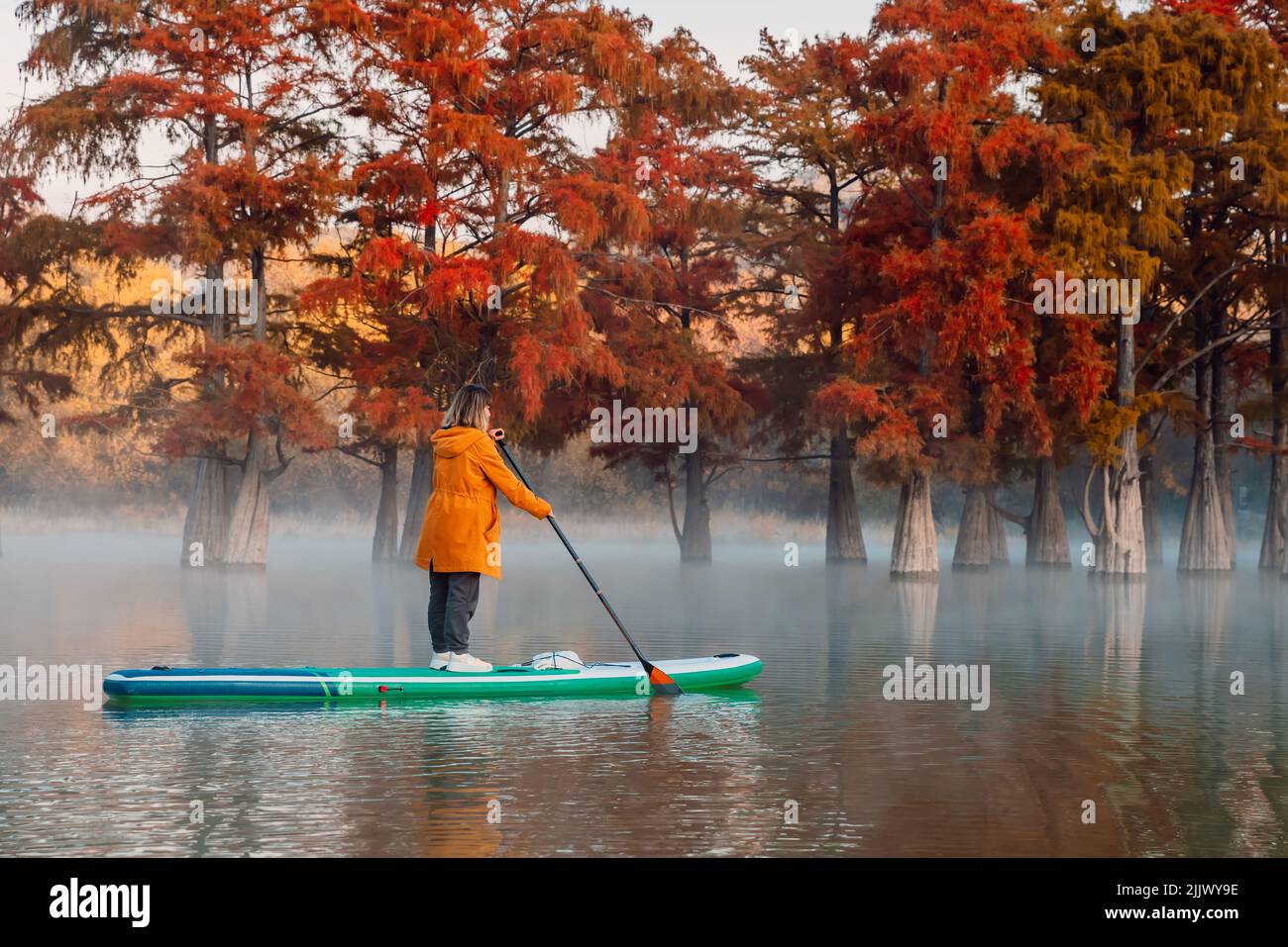Woman on stand up paddle board at the lake with autumnal Taxodium trees ...