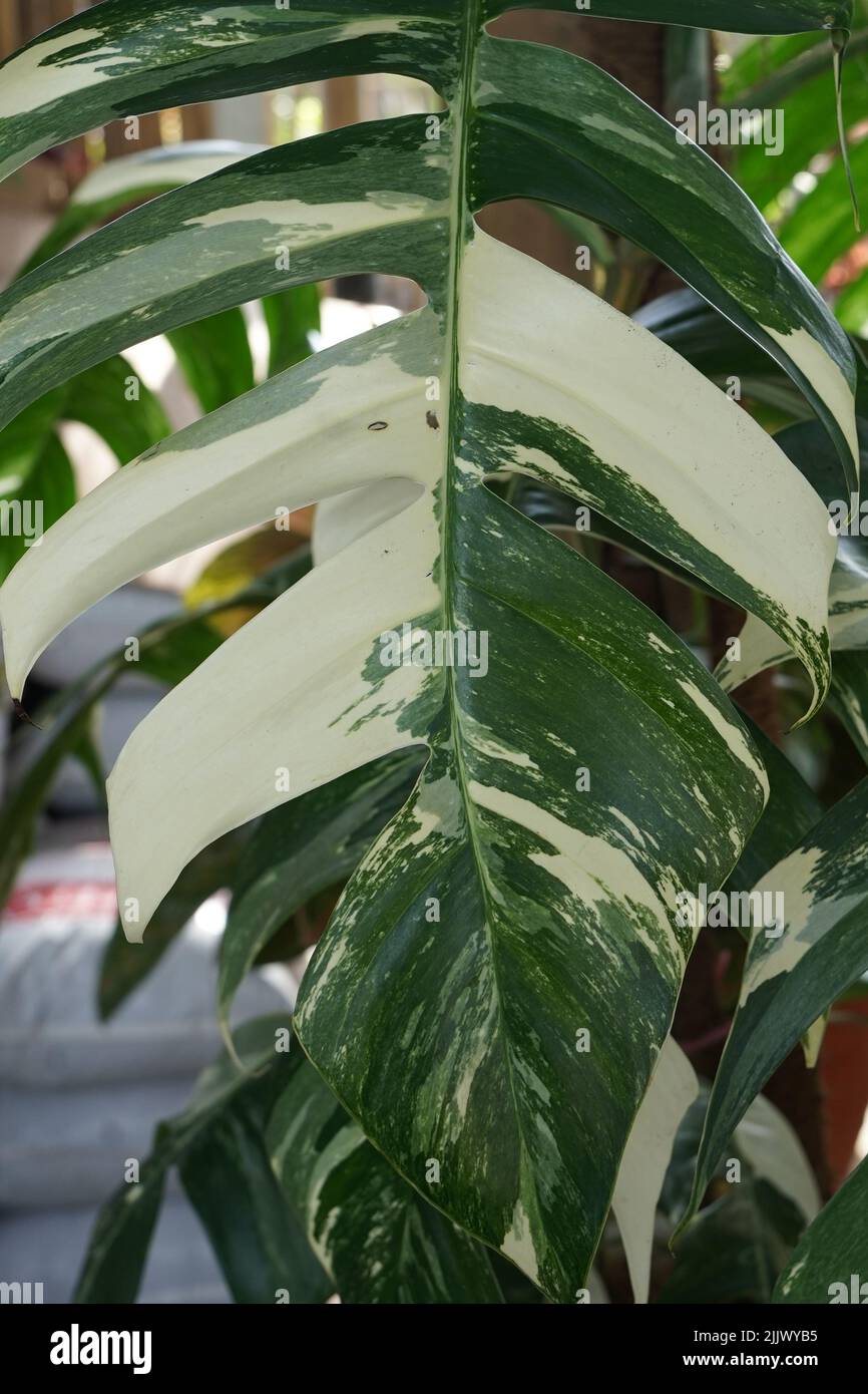 A vertical closeup of a green Swiss cheese plant (Monstera deliciosa ...