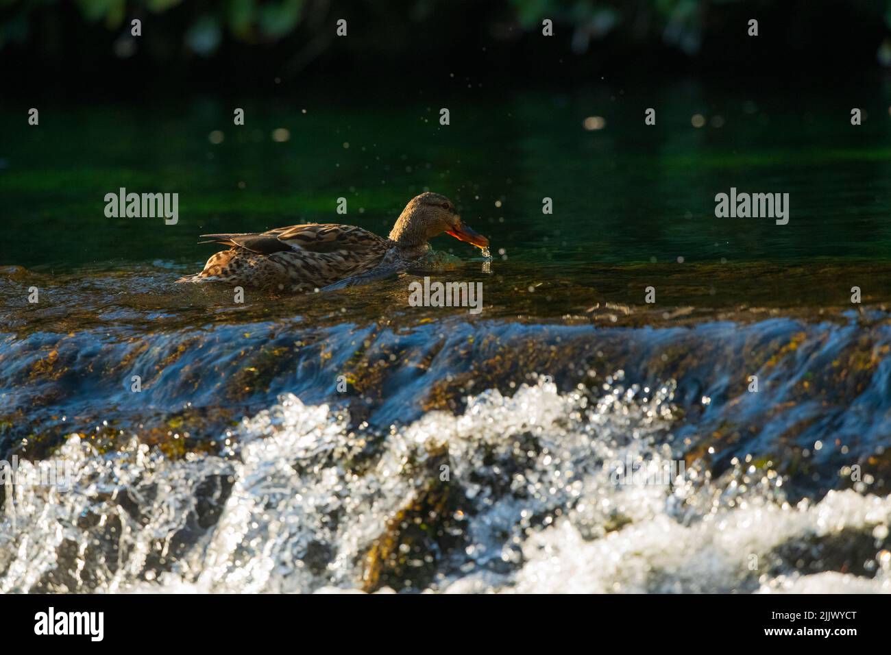 An action packed image of a female mallard duck / arty Stock Photo - Alamy