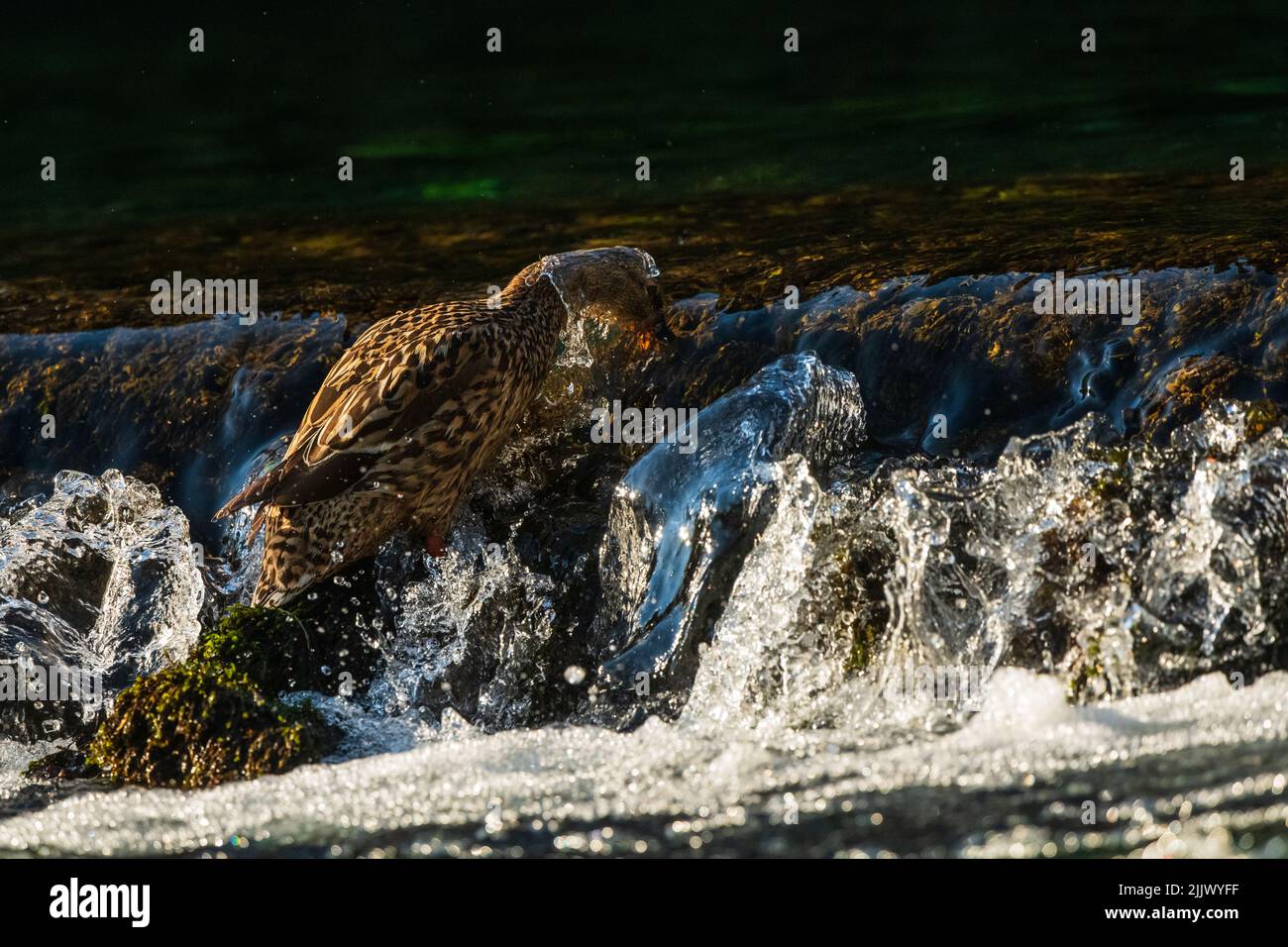 An action packed image of a female mallard duck / arty Stock Photo - Alamy