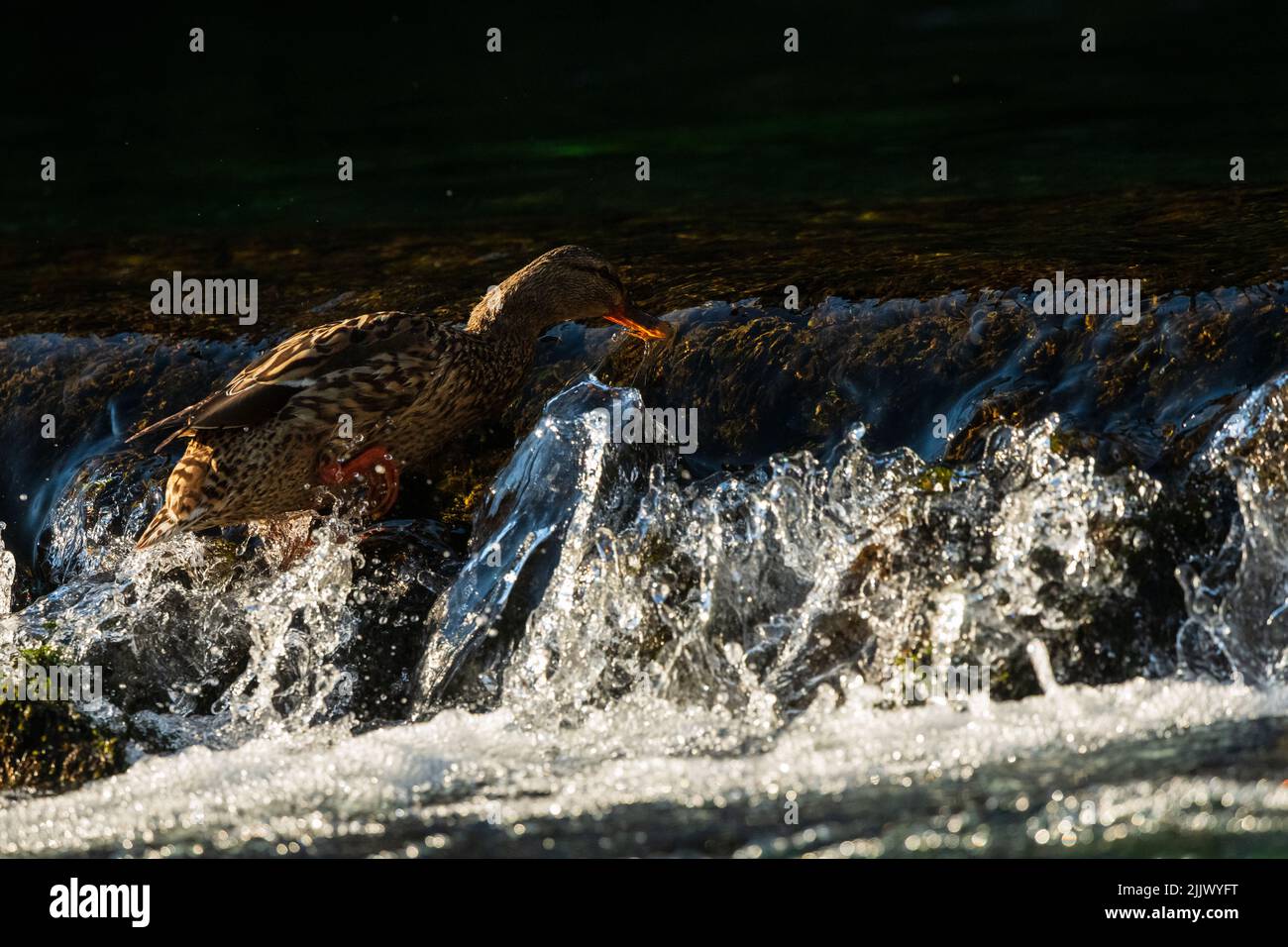 An action packed image of a female mallard duck / arty Stock Photo - Alamy