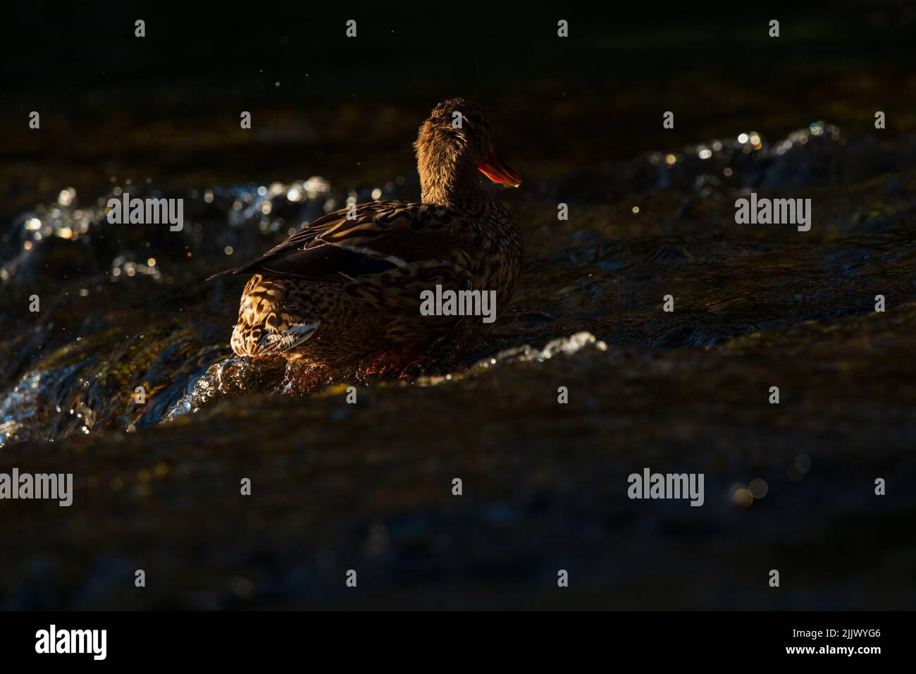 An action packed image of a female mallard duck / arty Stock Photo - Alamy
